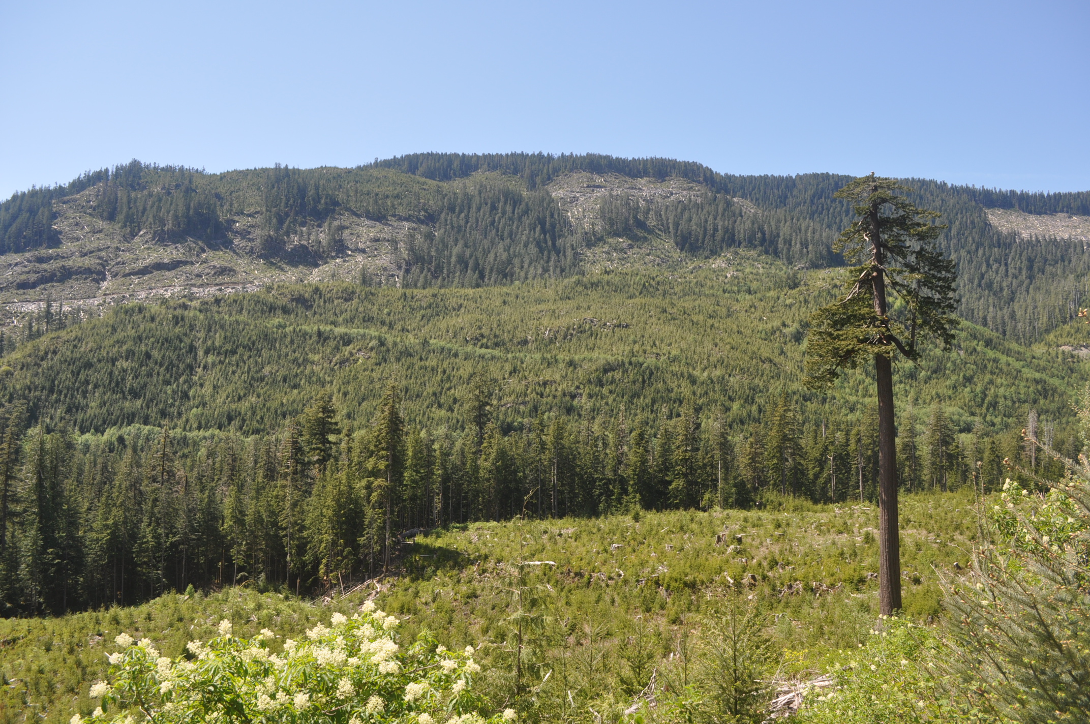 Big Lonely Doug | Vancouver Island Off Road