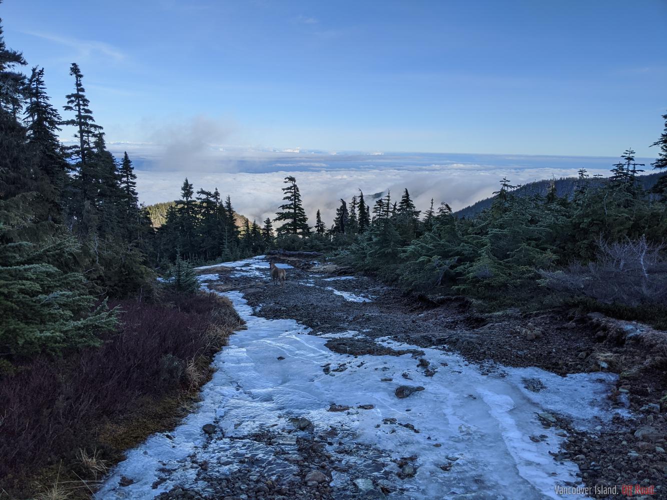 Mt Arrowsmith / Mt Cokely | Vancouver Island Off Road